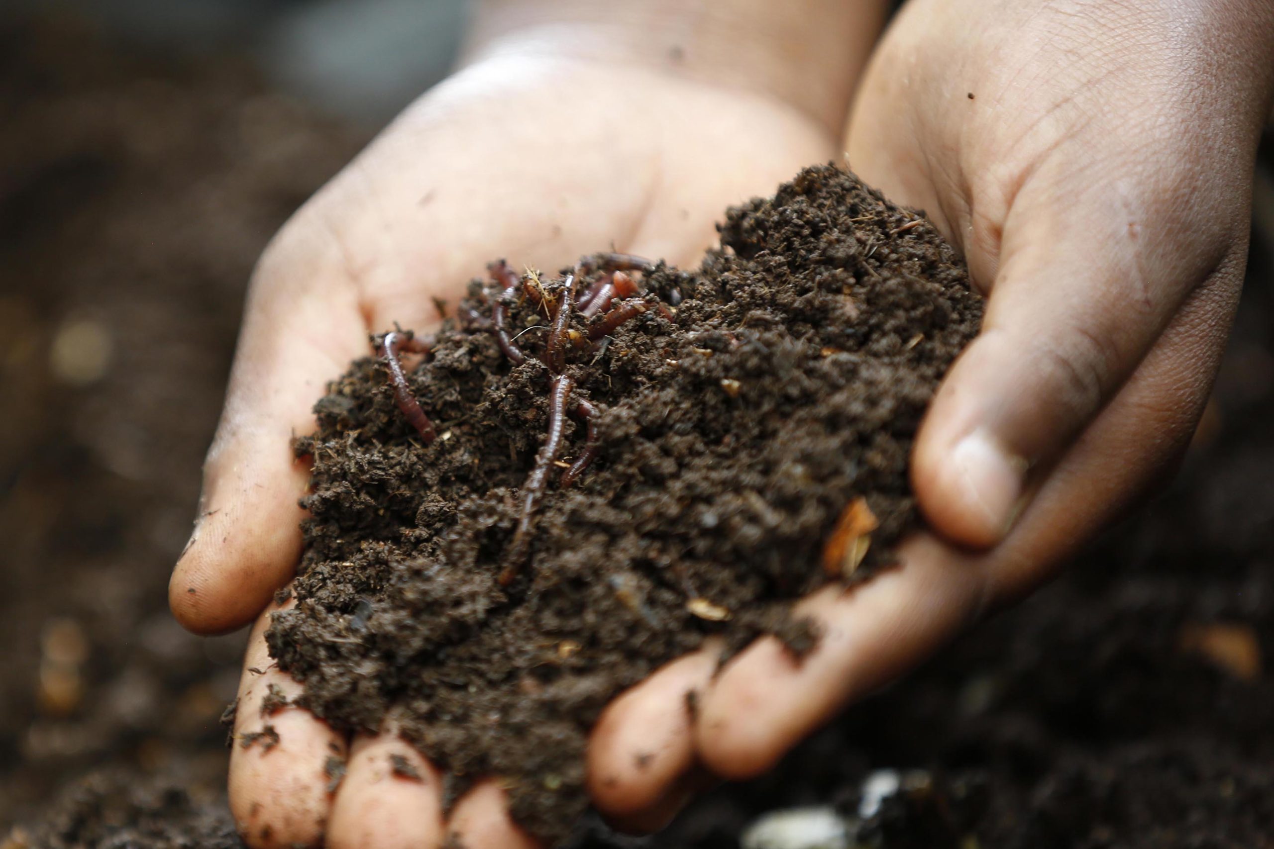 Your Instant Greening Partner | Greenit Decors