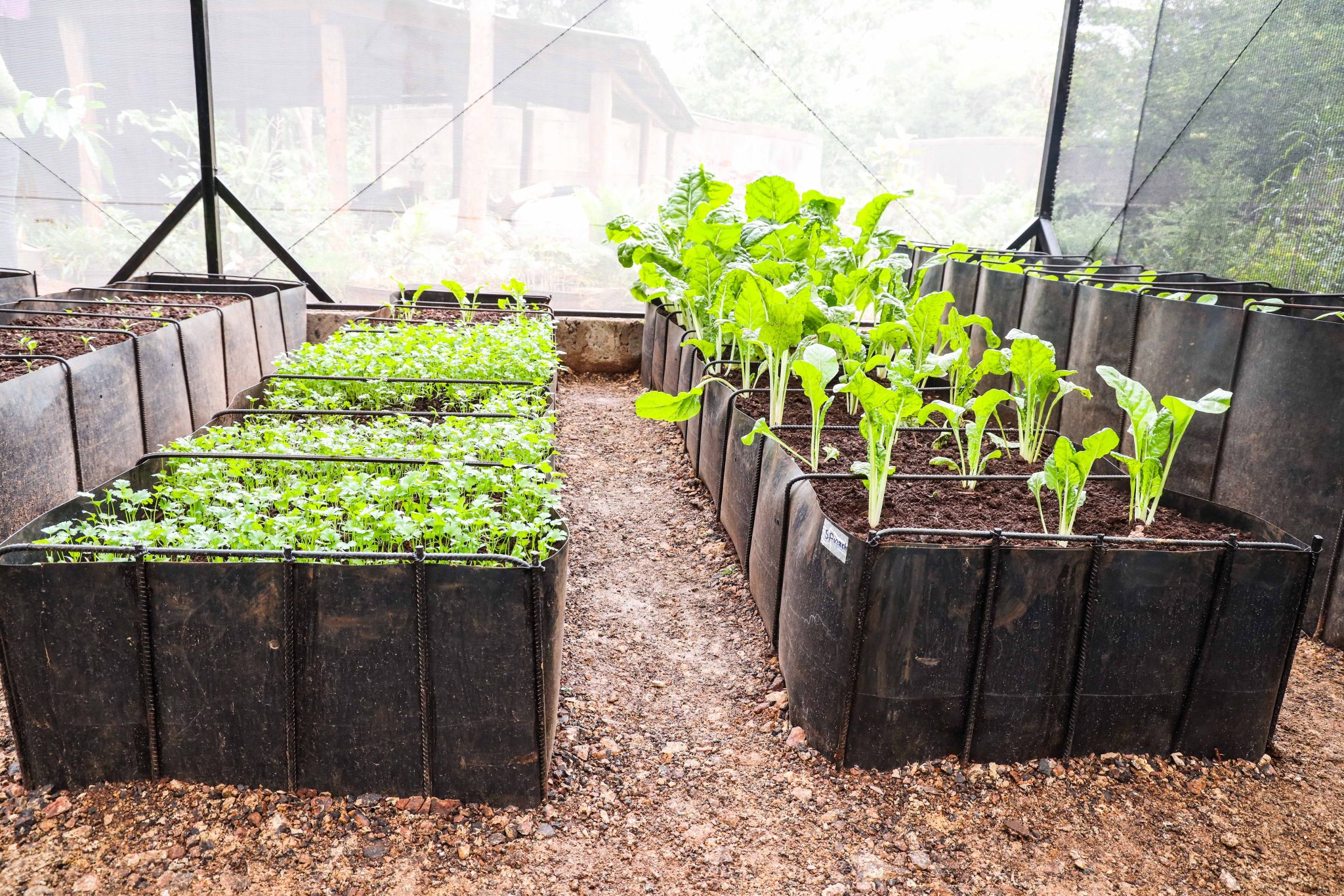 Your Instant Greening Partner | Greenit Decors