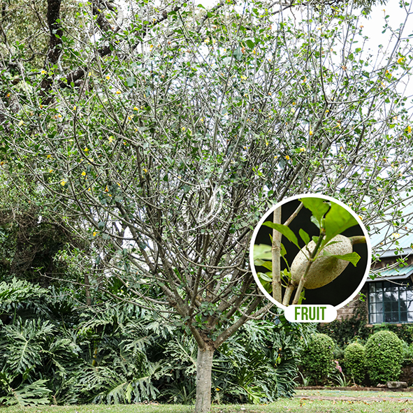 Discover Indigenous Trees in Kenya: Unique Greenery for Your Garden ...